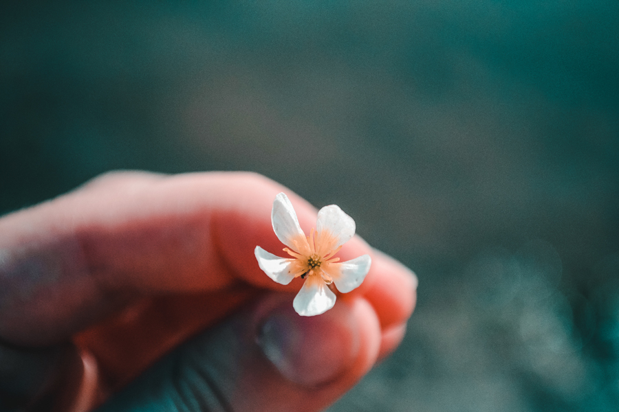 flower in the hand | Lisa McCrohan